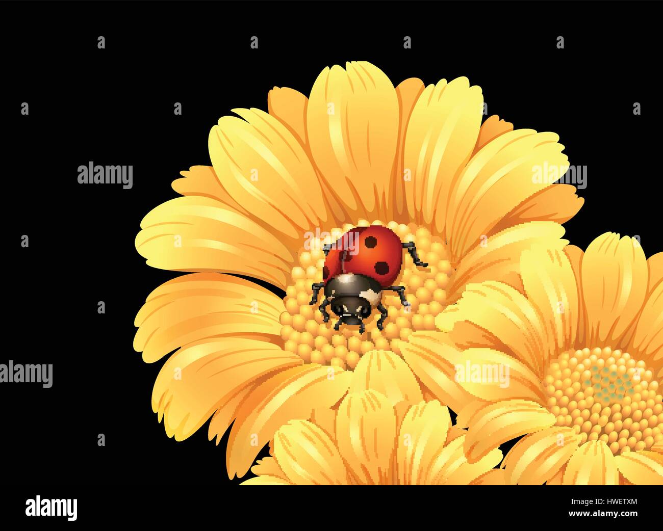 Drawing yellow ladybug animal insect hi-res stock photography and ...
