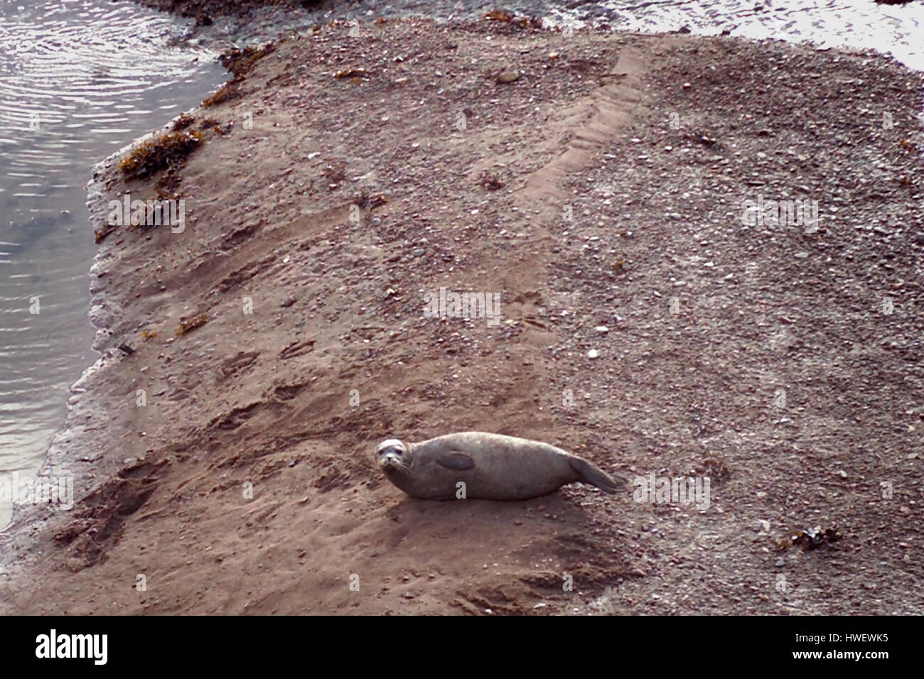 Seal river hi-res stock photography and images - Alamy