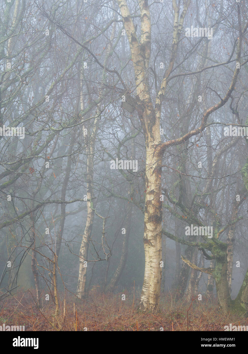 Colour photograph of Silver Birch trees in heavy mist, UK Stock Photo ...