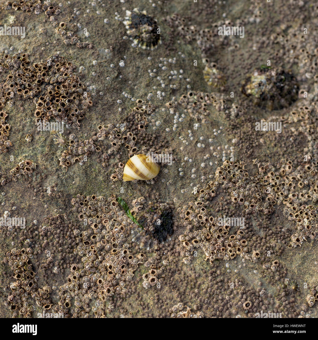 Sea snails on rocks in rock pools Stock Photo - Alamy