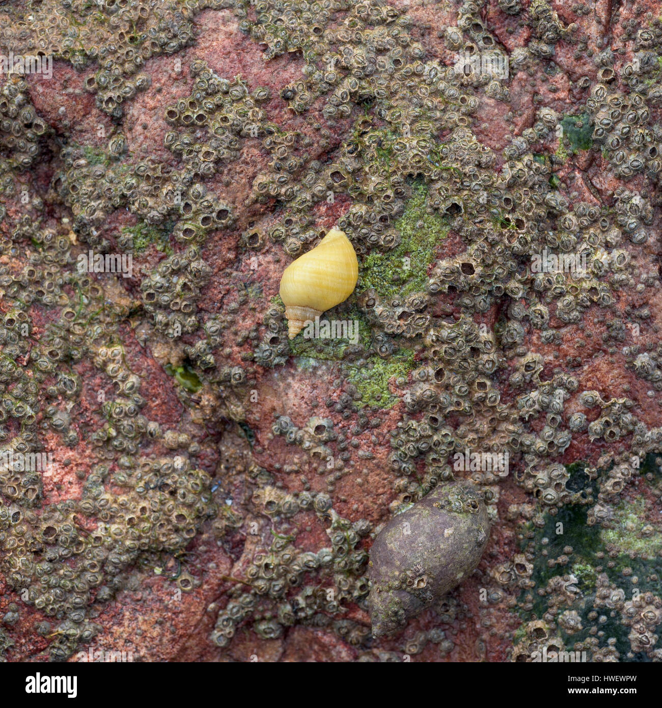 Sea snails on rocks hi-res stock photography and images - Alamy
