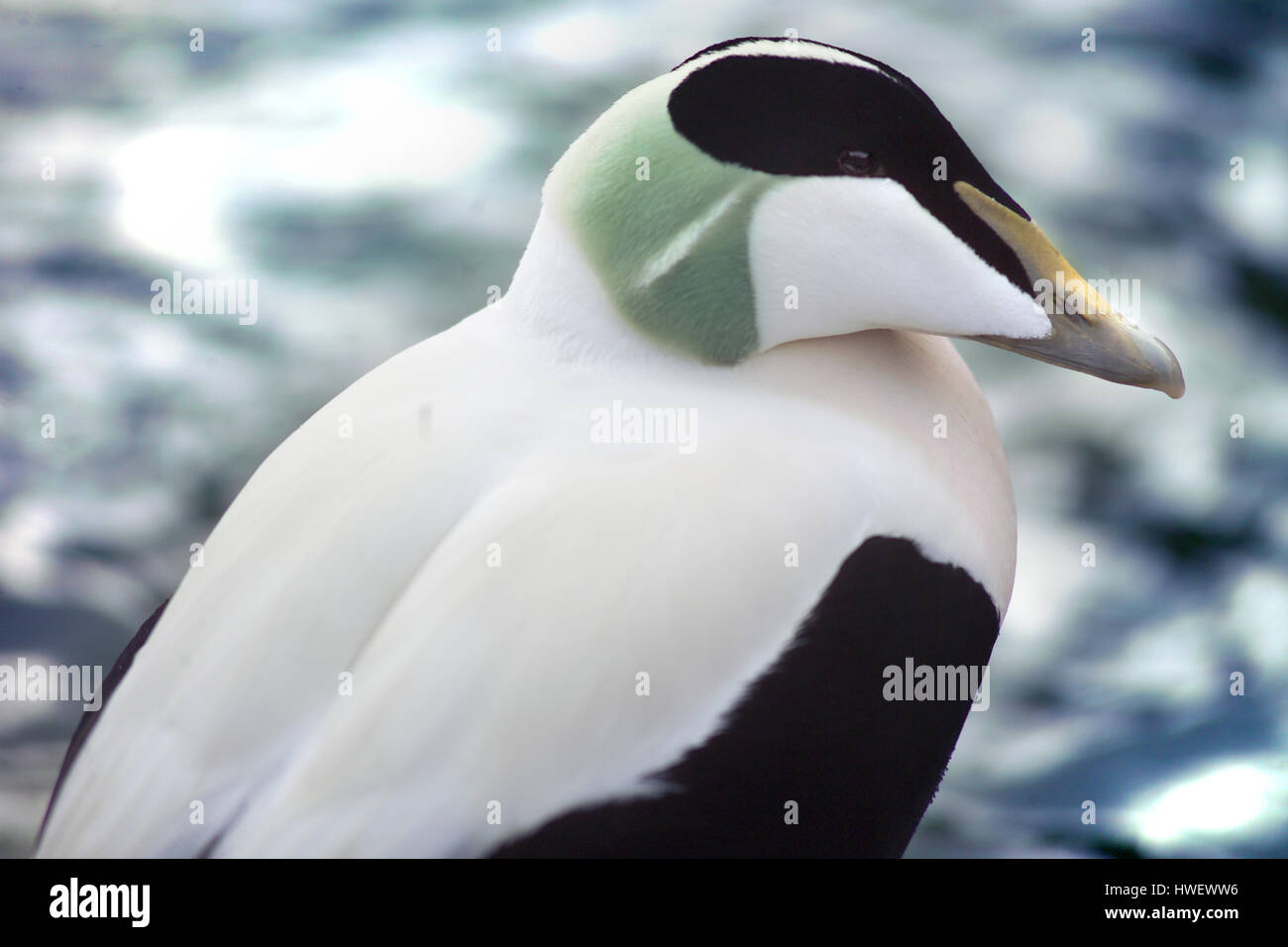 Eider ducks britain hi-res stock photography and images - Alamy