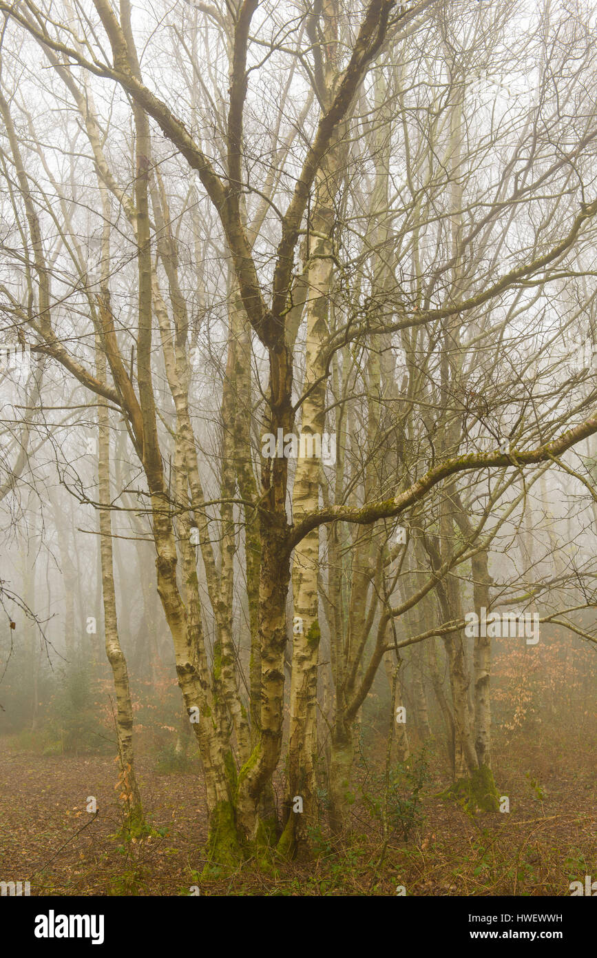 Silver birch betula pendula in the mist hi-res stock photography and ...