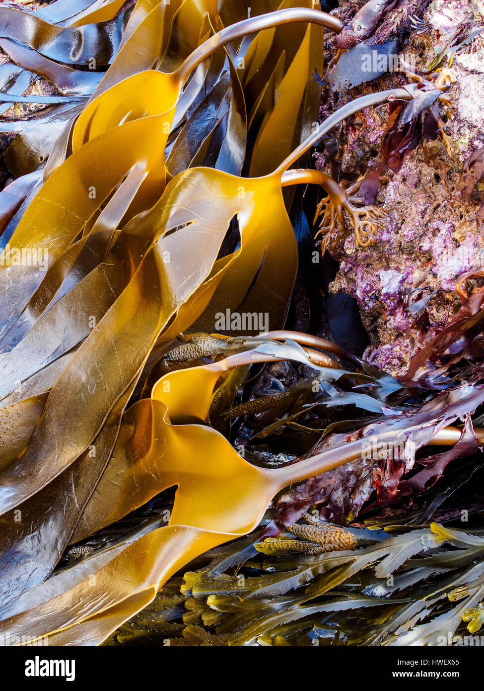 Seaweed on rocks hi-res stock photography and images - Alamy