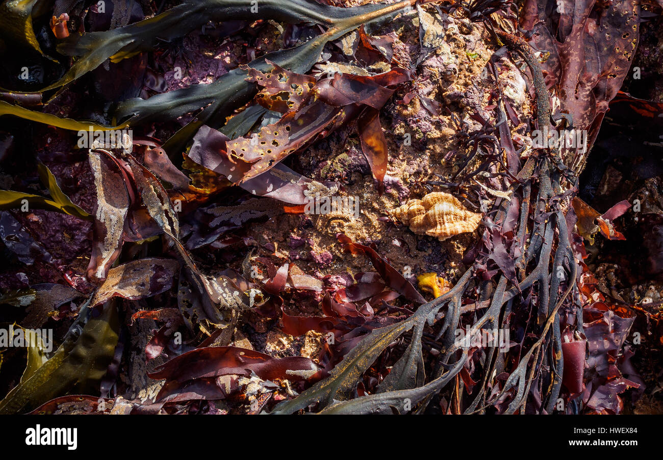 Jurassic sea life hi-res stock photography and images - Alamy