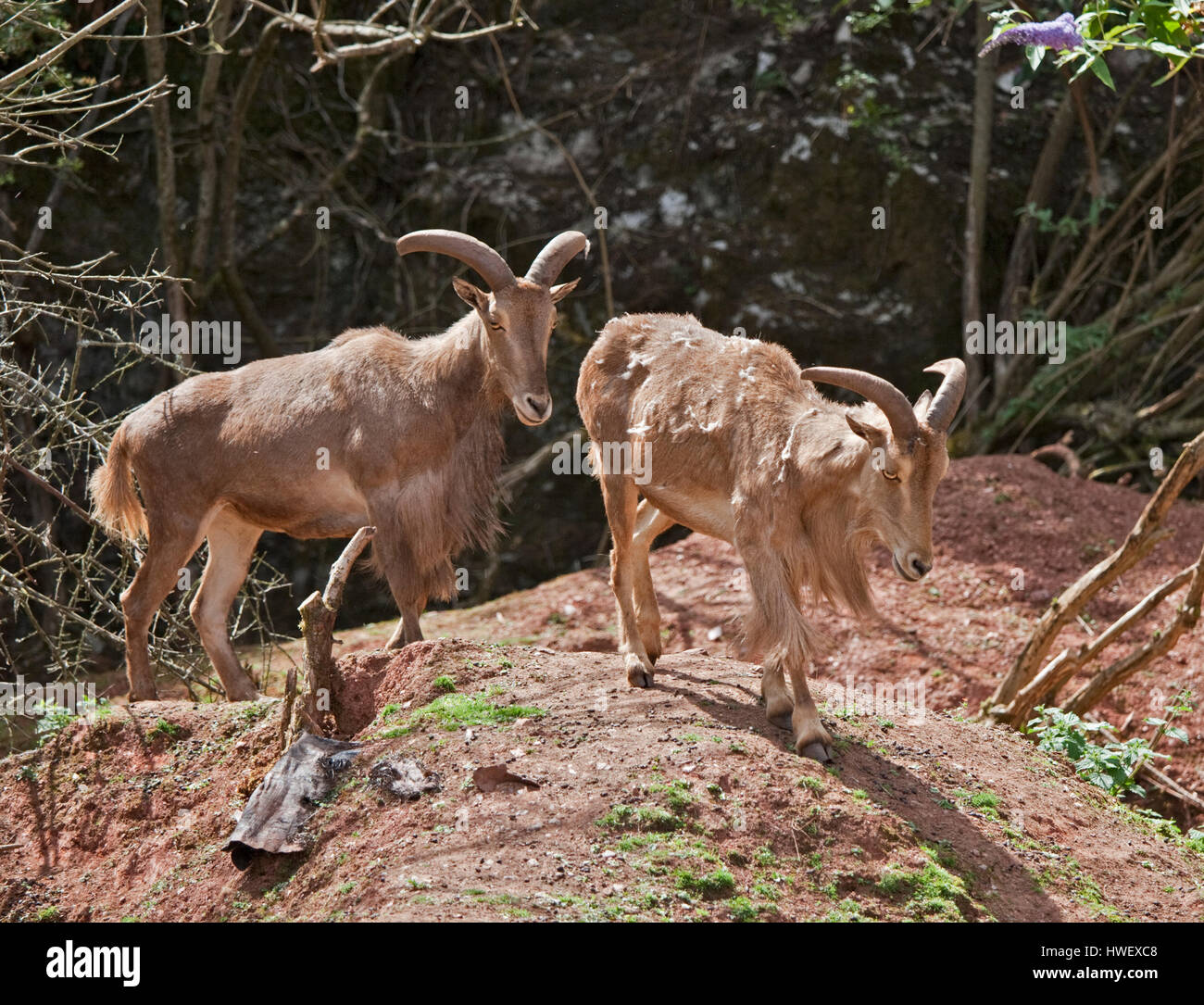 Barbary Sheep (ammotragus lervia Stock Photo - Alamy