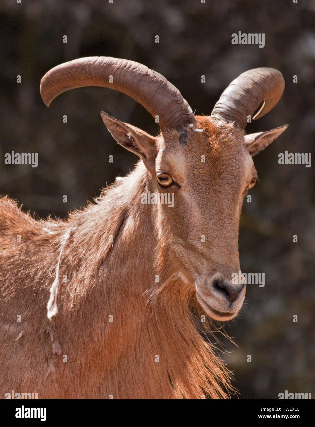 Barbary Sheep (ammotragus lervia Stock Photo - Alamy