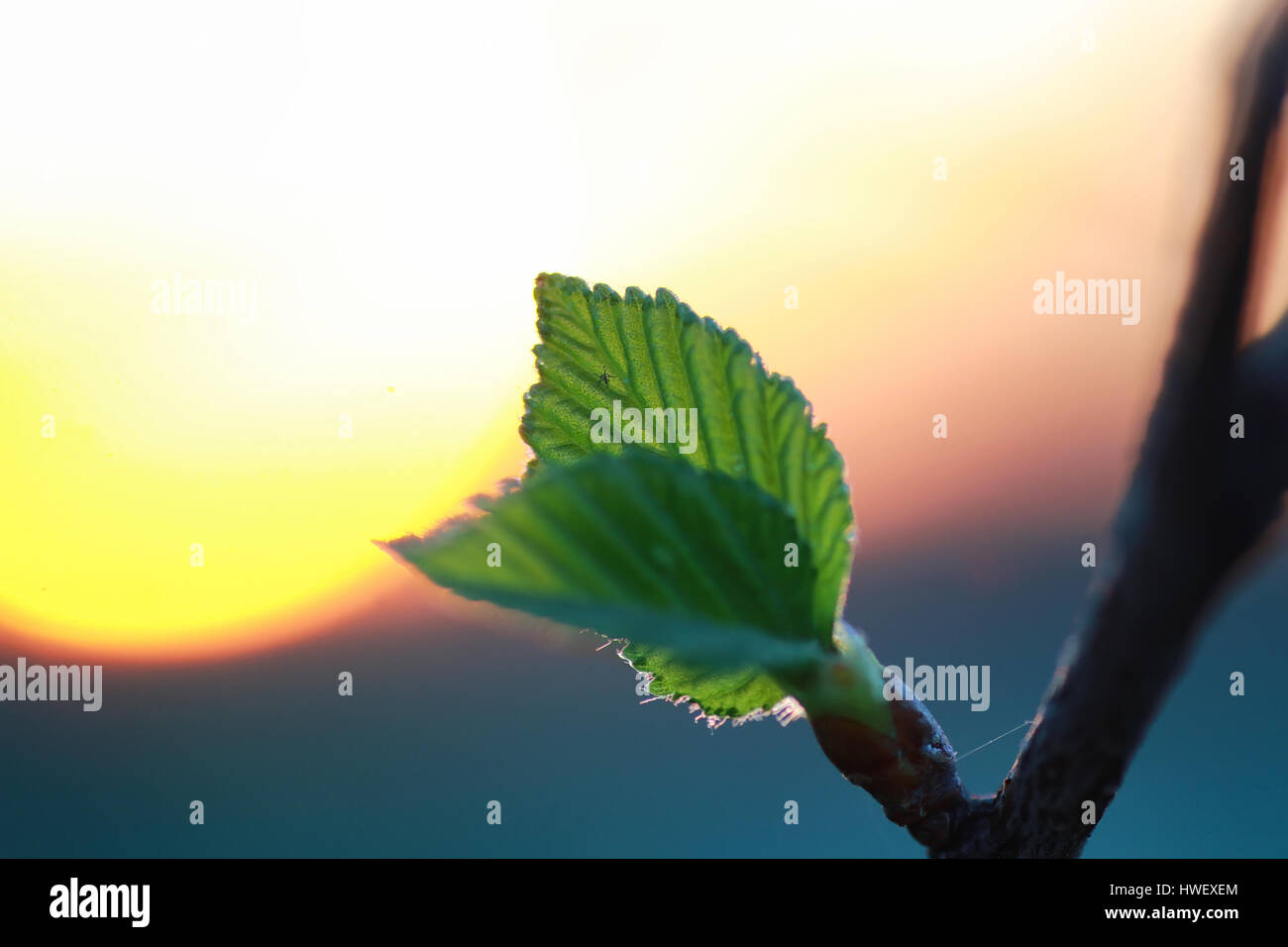 fresh spring leaves on a tree Stock Photo - Alamy