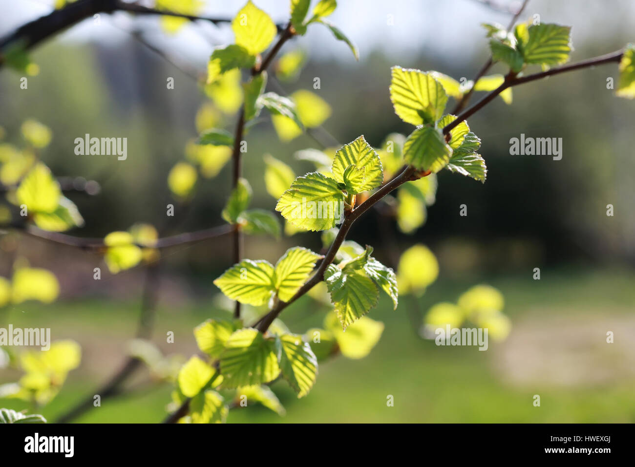 fresh spring leaves on a tree Stock Photo - Alamy