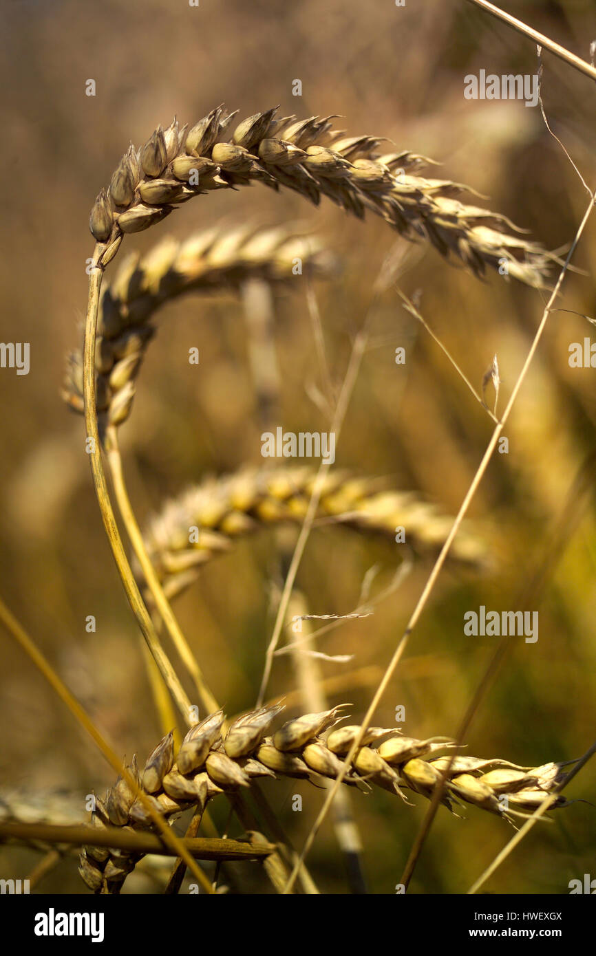 Head of wheat hi-res stock photography and images - Alamy
