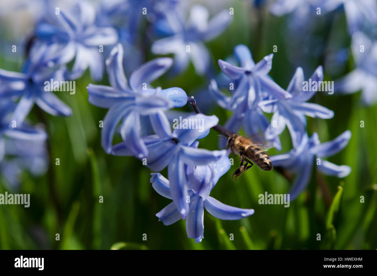 Hyacinth sky plant hi-res stock photography and images - Alamy
