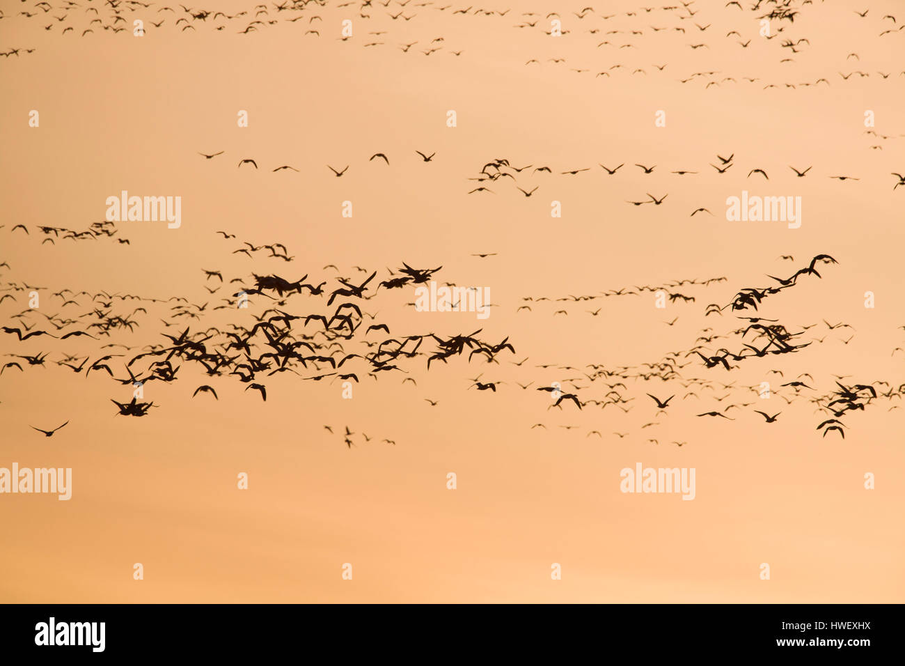 Wma hi-res stock photography and images - Alamy