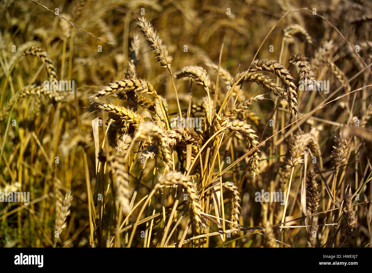 Head of wheat before harvest Stock Photo - Alamy