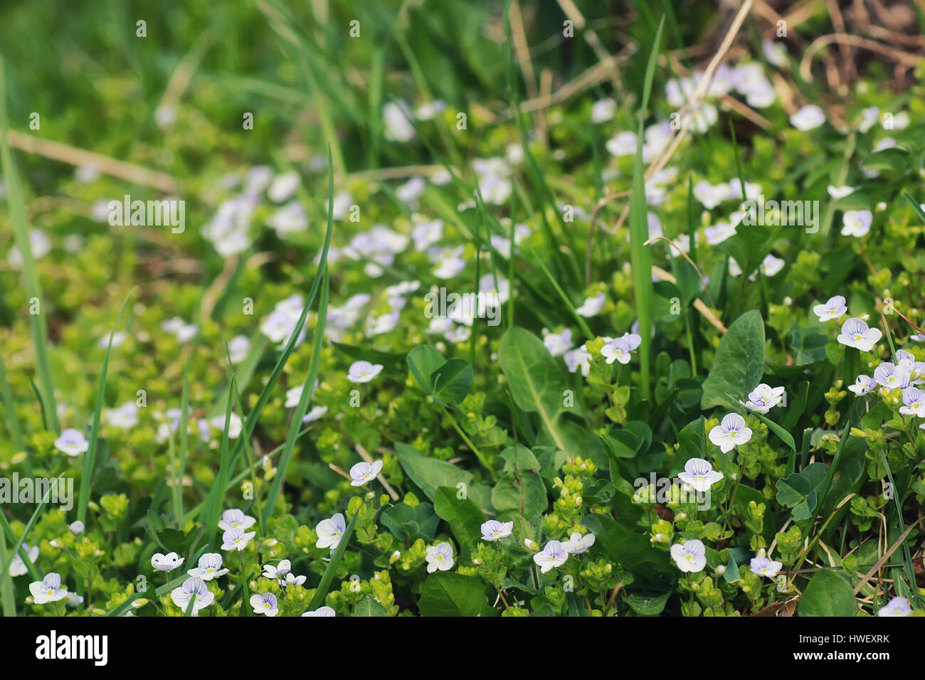 spring grass and flower in a field Stock Photo - Alamy