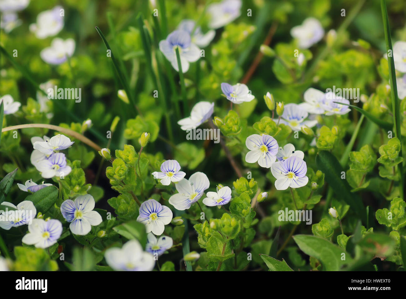 spring grass and flower in a field Stock Photo - Alamy