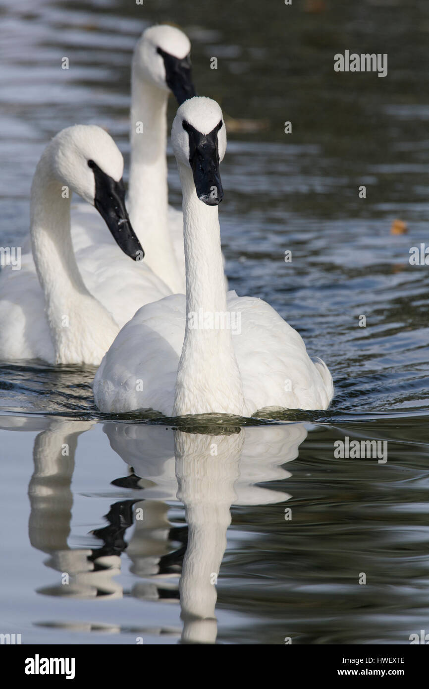 Three elegant trumpeter swans (Cygnus buccinator) swim forward in a ...