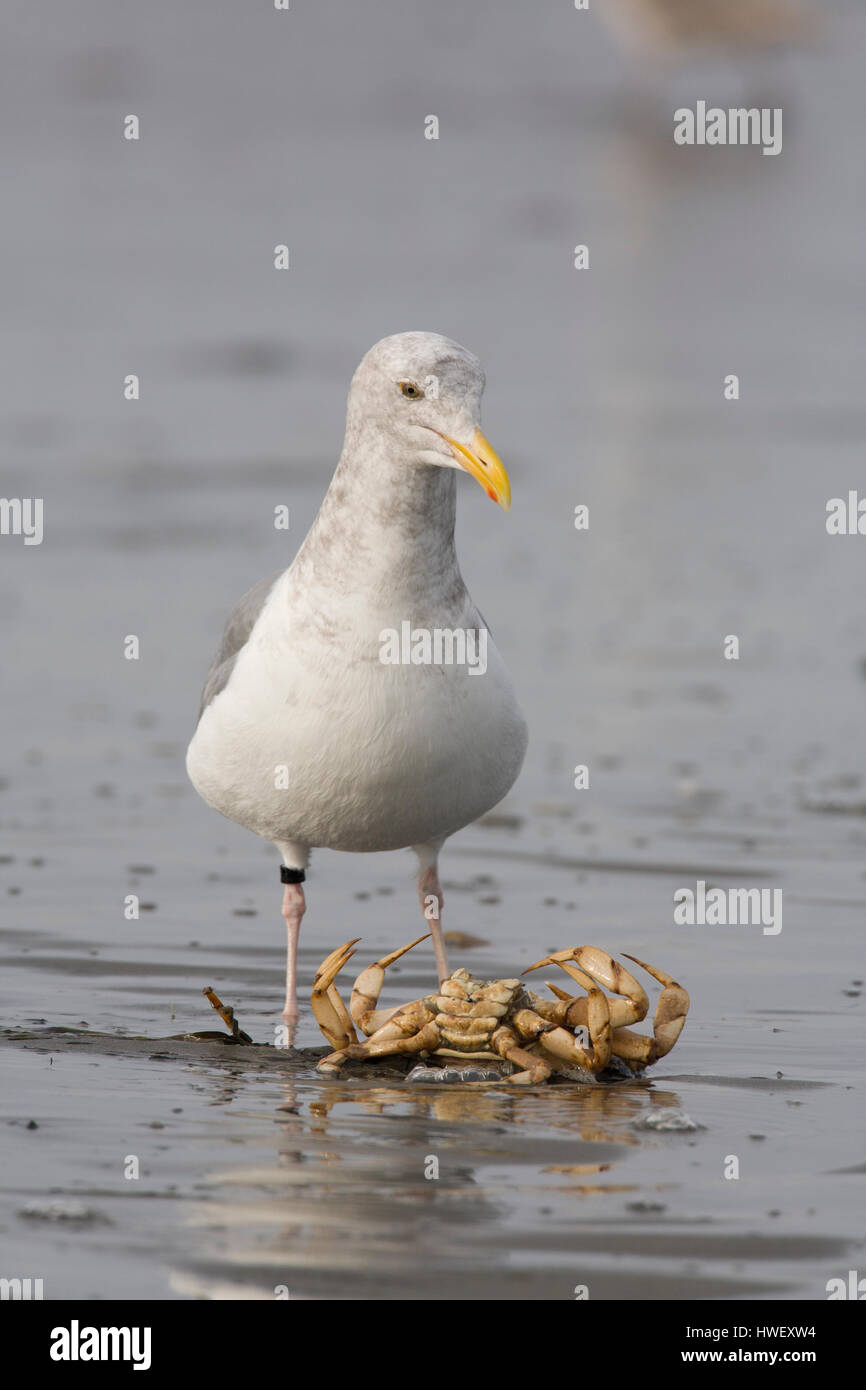 A banded glaucous-winged/western hybrid gull (adult, non-breeding ...