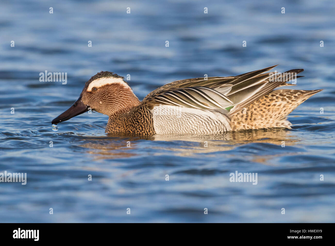 Garganey (Anas querquedula), drake feeding in a pond Stock Photo - Alamy