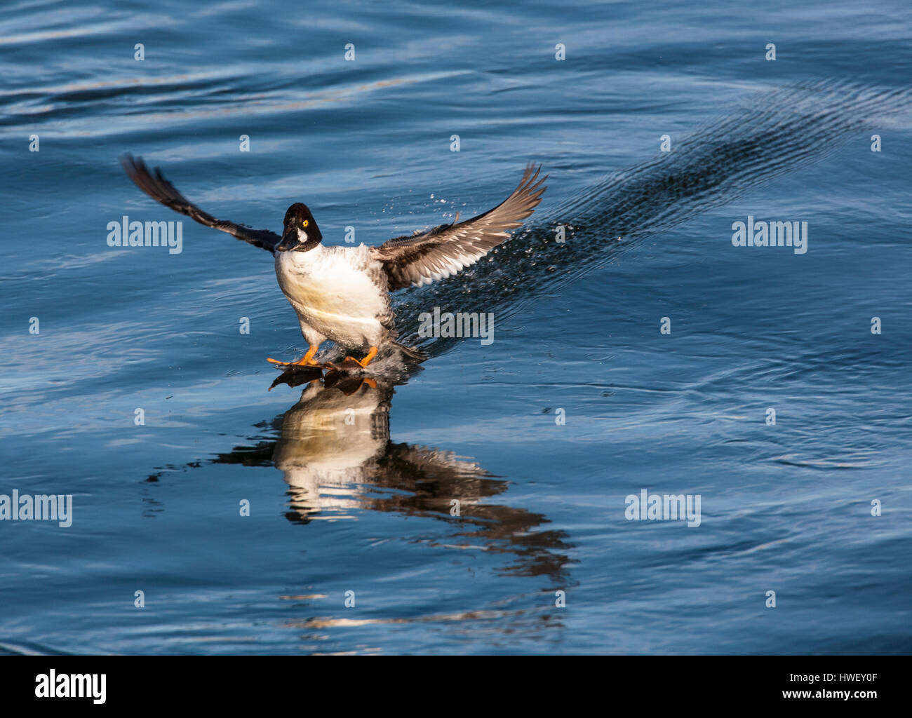 A common goldeneye drake (Bucephala clangula) streaks the water with ...