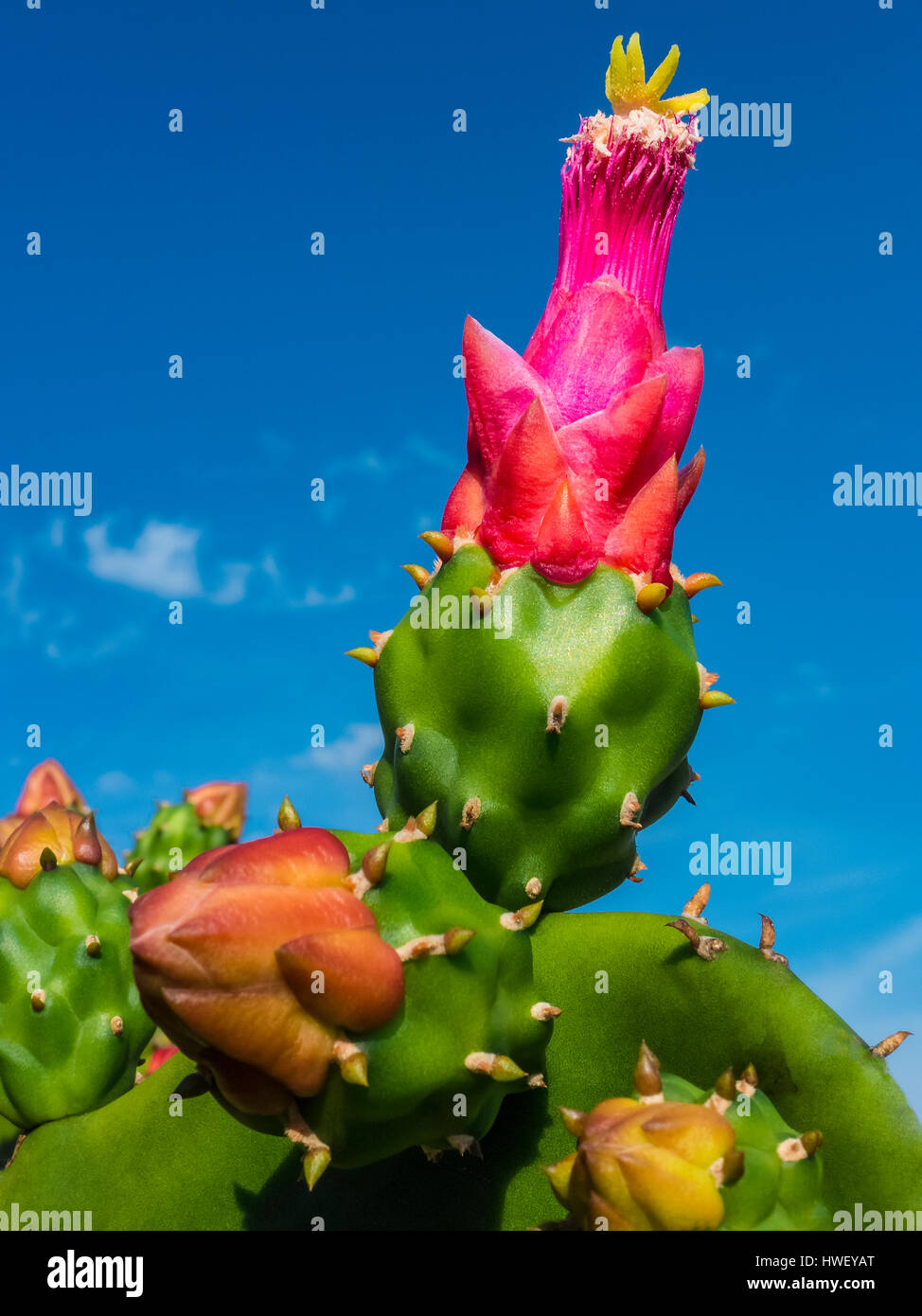 Cactus in Bloom Stock Photo - Alamy