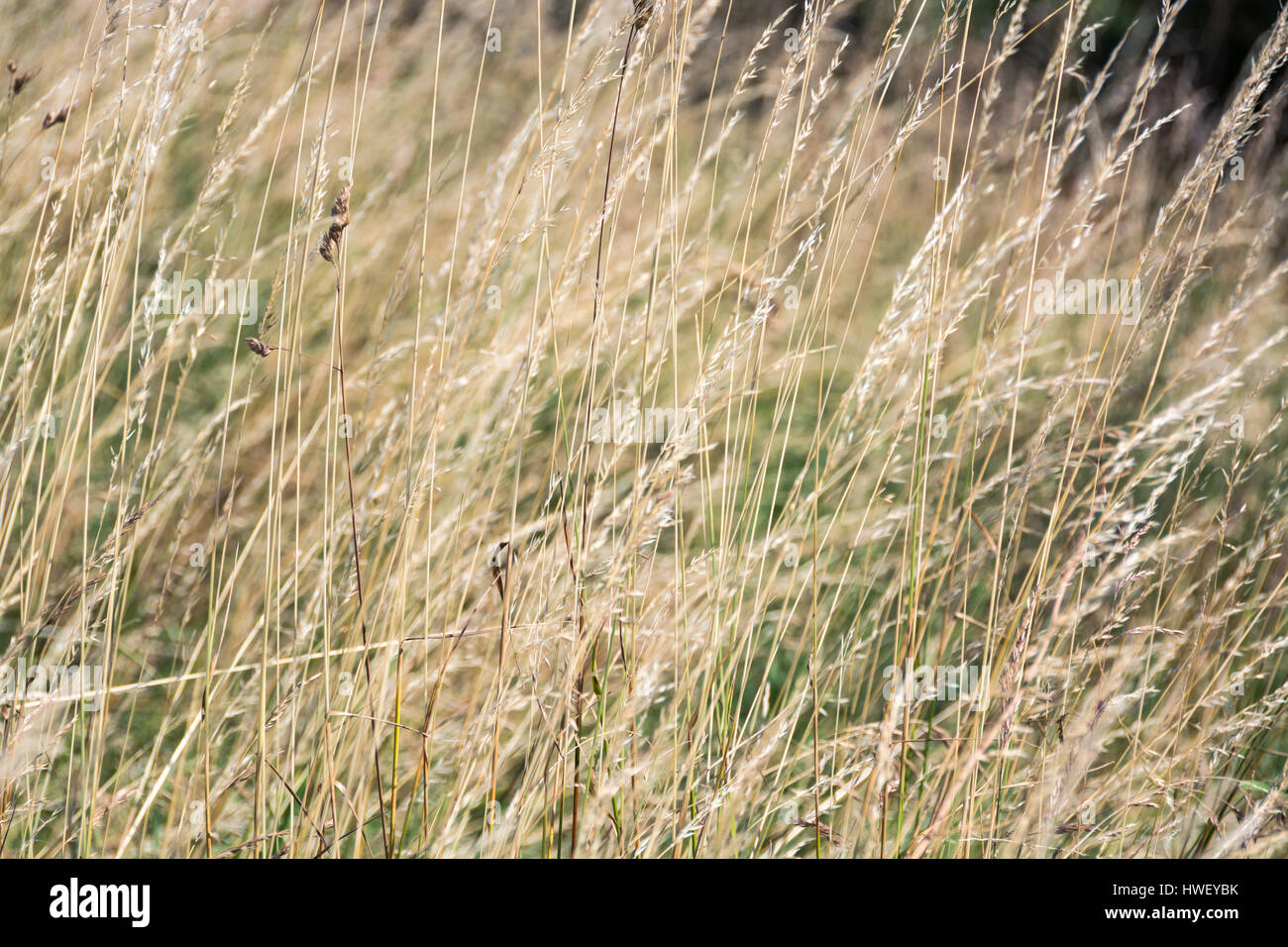 Long dry grass seasonal abstract background on windy day Stock Photo ...