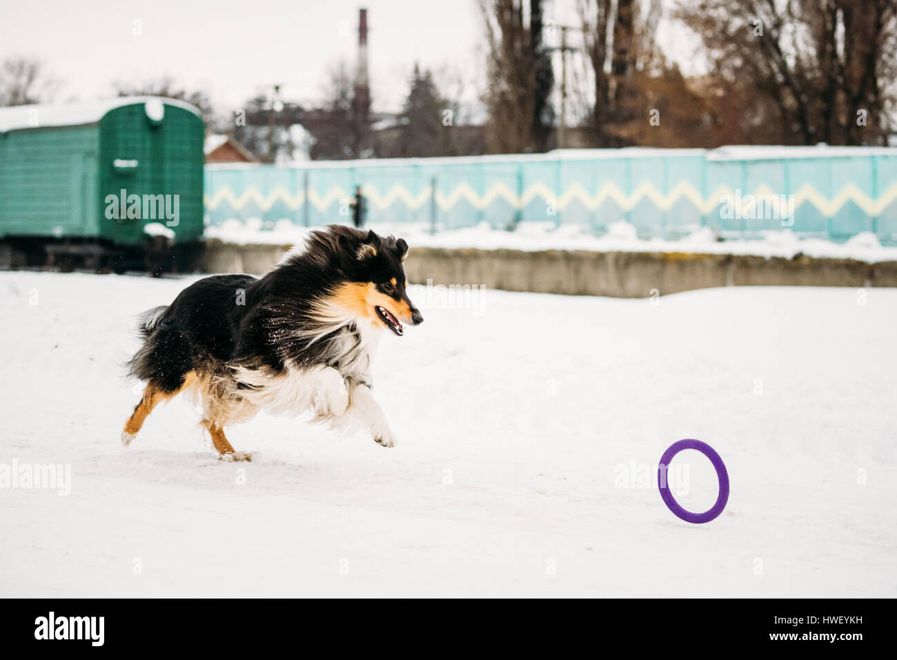 Funny Young Shetland Sheepdog, Sheltie, Collie Playing With Ring And ...