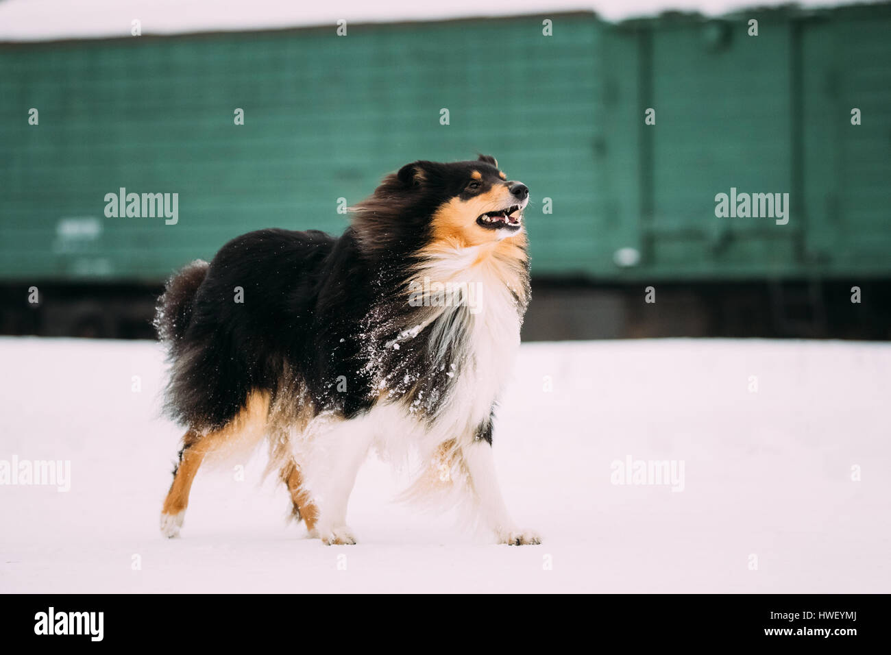 Funny Young Shetland Sheepdog, Sheltie, Collie Dog Playing With Ring ...