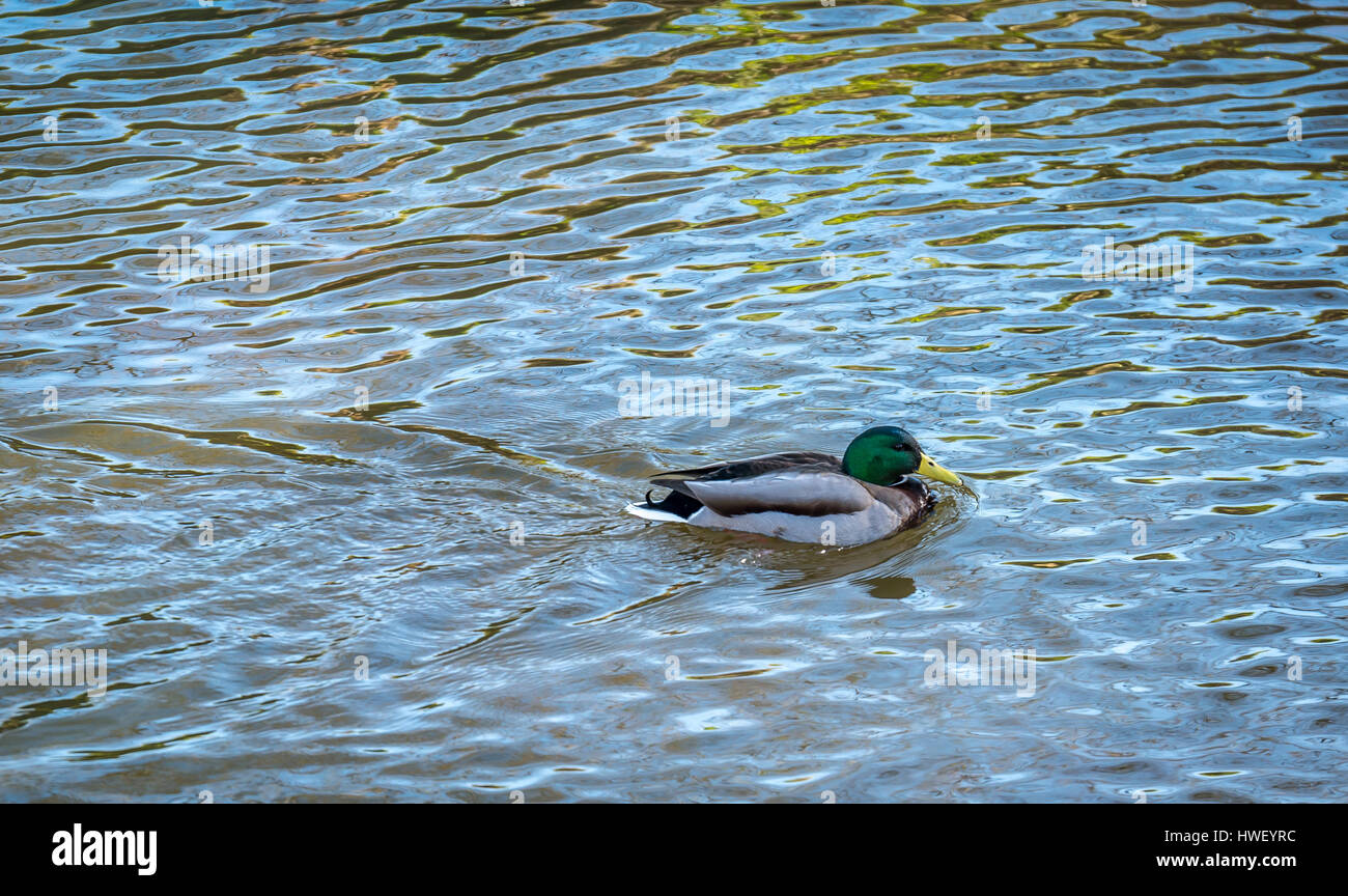 Solitary male Mallard duck swimming with a wake behind and reflections ...