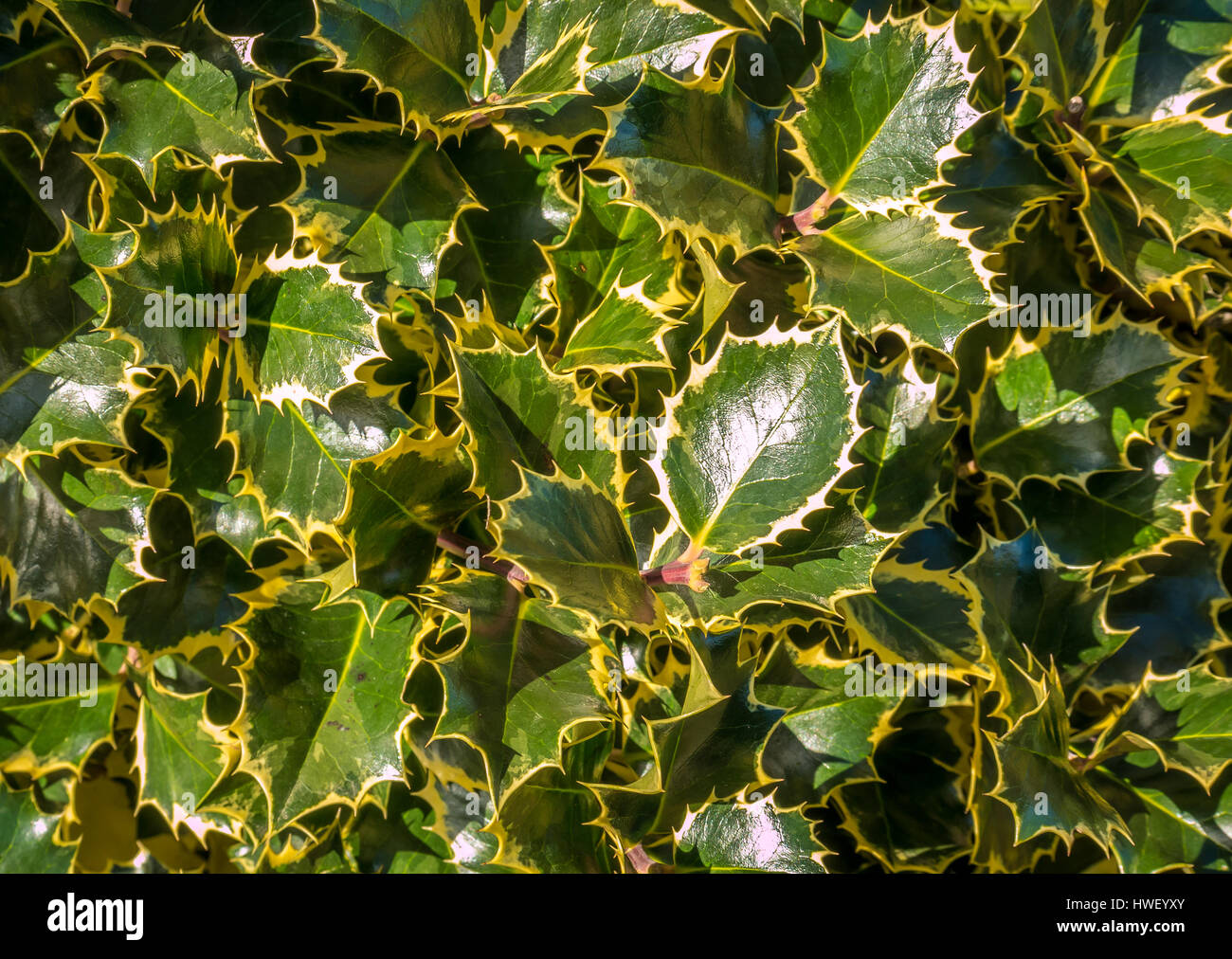 Variegated holly ilex aquifolium hi-res stock photography and images ...