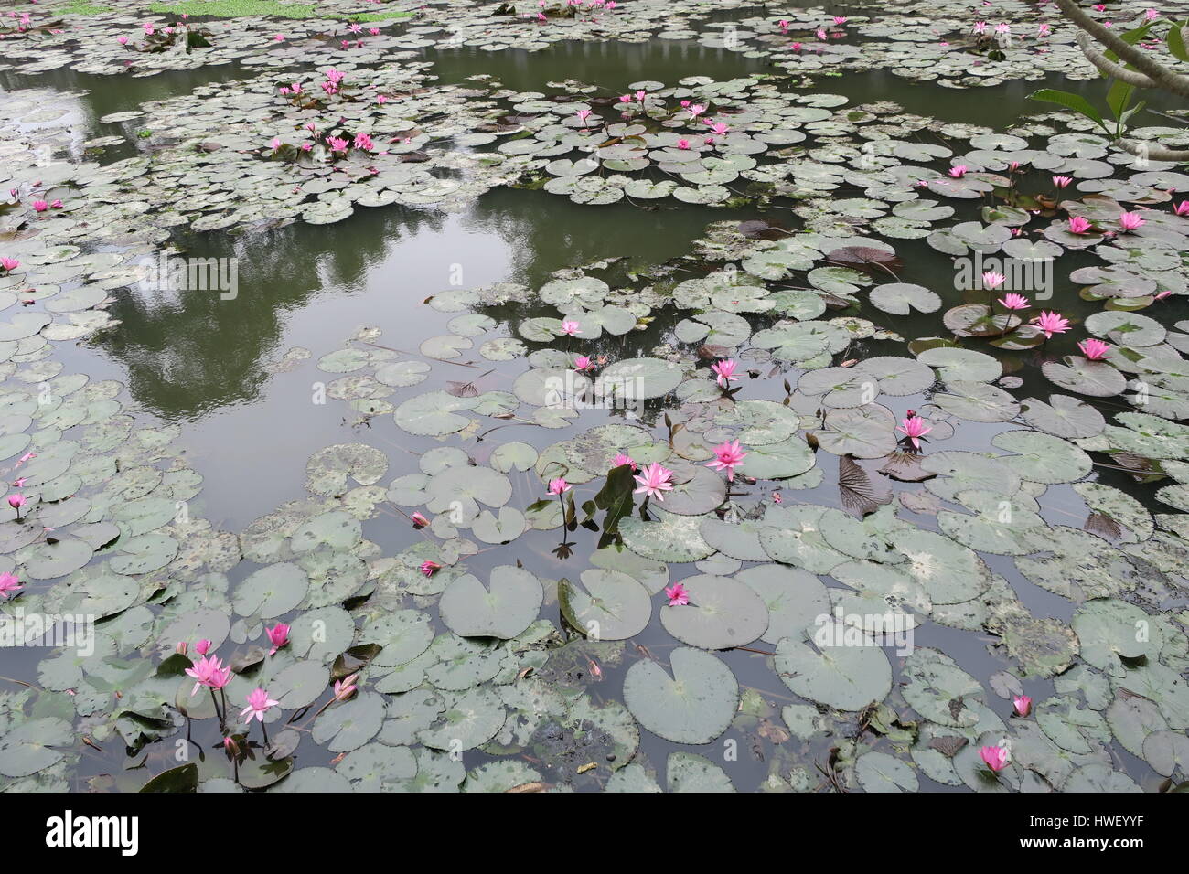 Nelumbo is a genus of aquatic plants with large, showy flowers. Members ...