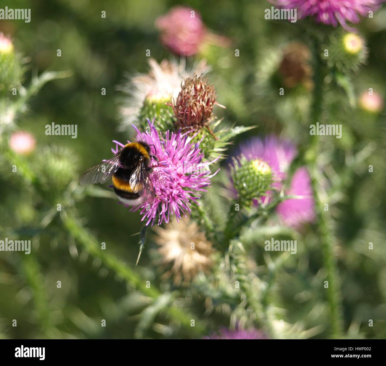 Bumble bee insect on thistle flower Stock Photo - Alamy