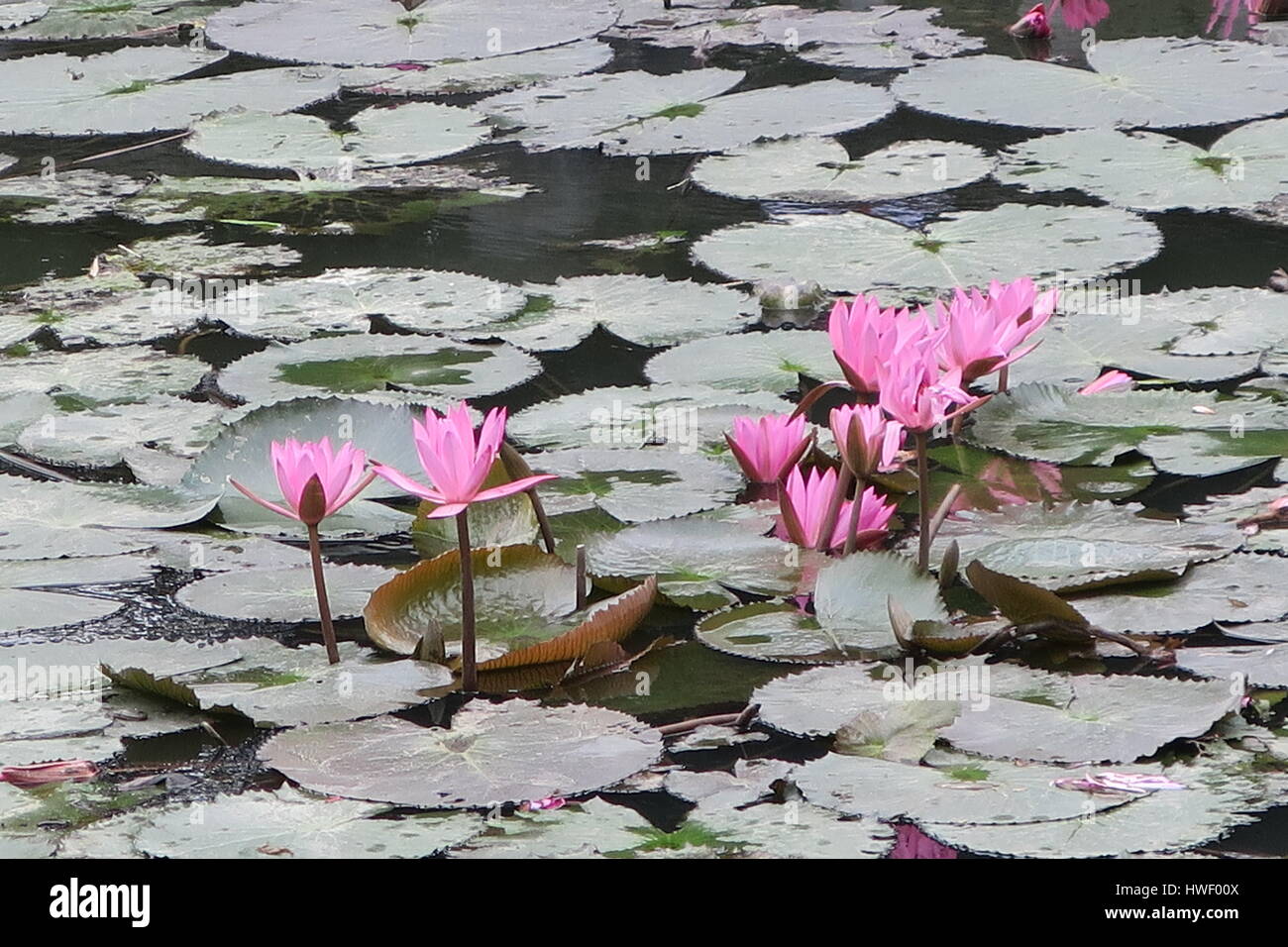 Nelumbo is a genus of aquatic plants with large, showy flowers. Members ...