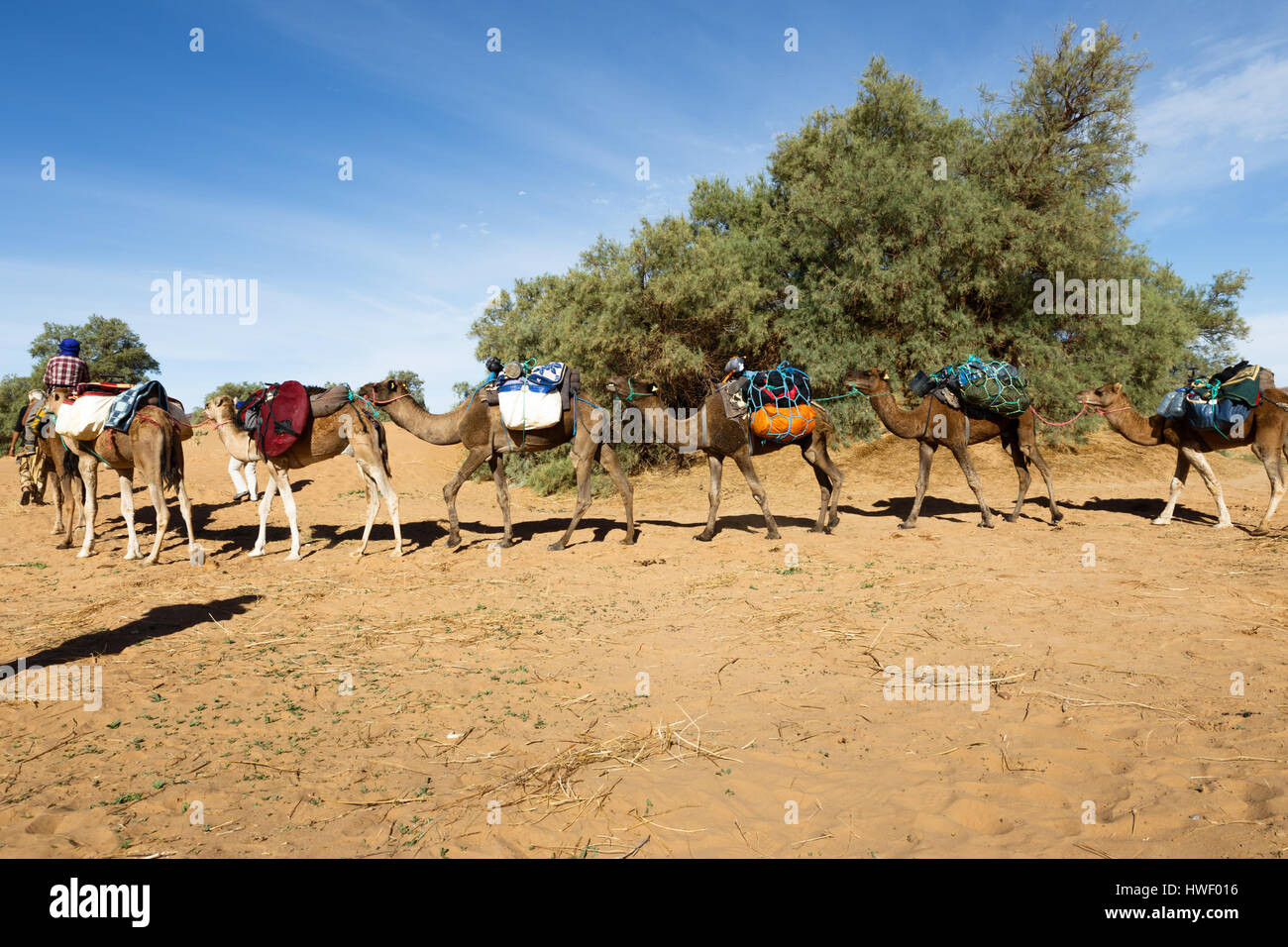 Arab Caravan Stock Photos & Arab Caravan Stock Images - Alamy