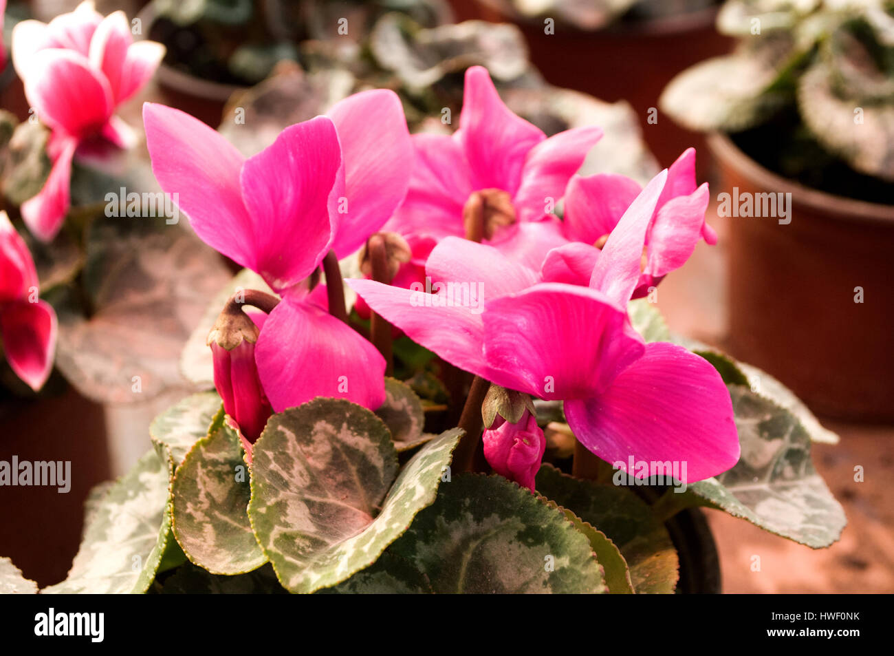 Pink flowers bloom in February, ready for the March 8 Women's Day in a ...