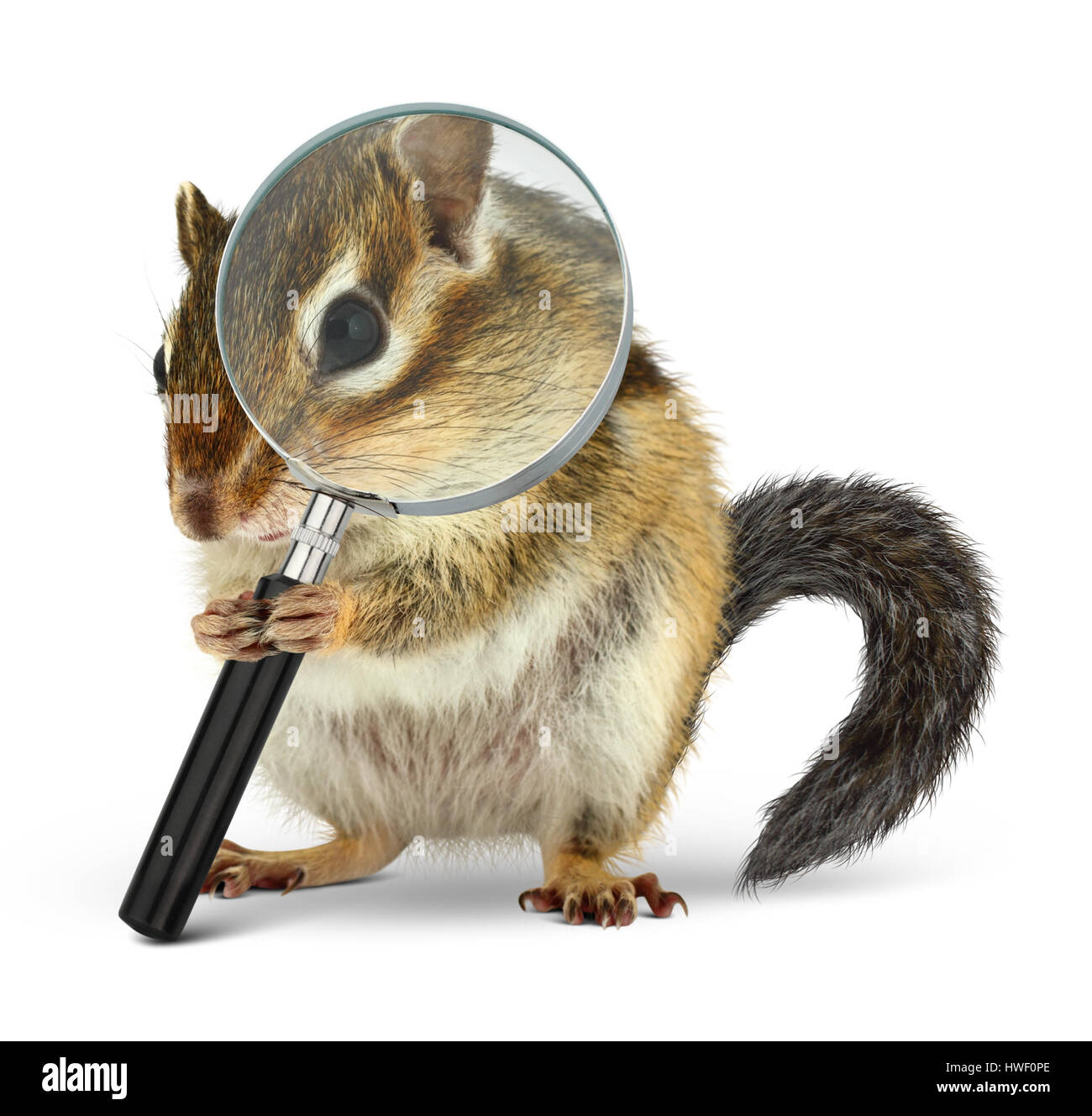 Funny pet chipmunk searching with loupe, on white Stock Photo - Alamy