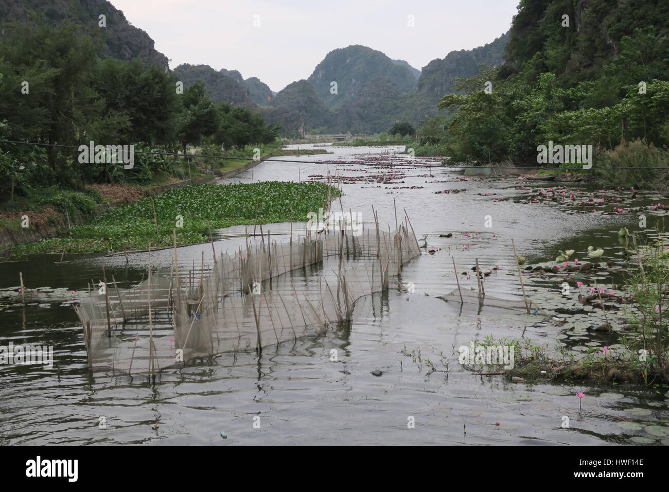 Water cress pond hi-res stock photography and images - Alamy