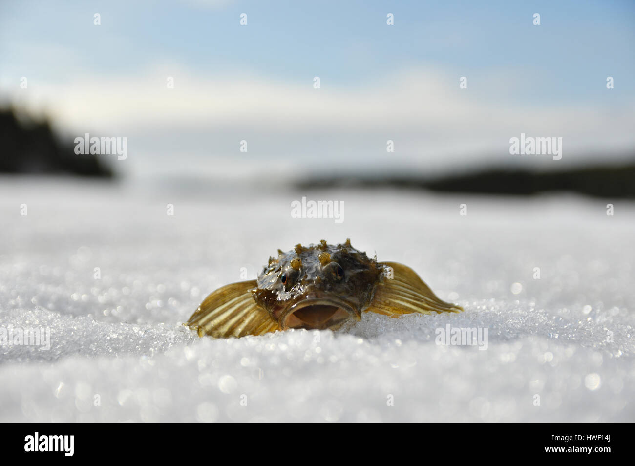Living Sculpin laying on ice, picture from the North of Sweden Stock ...