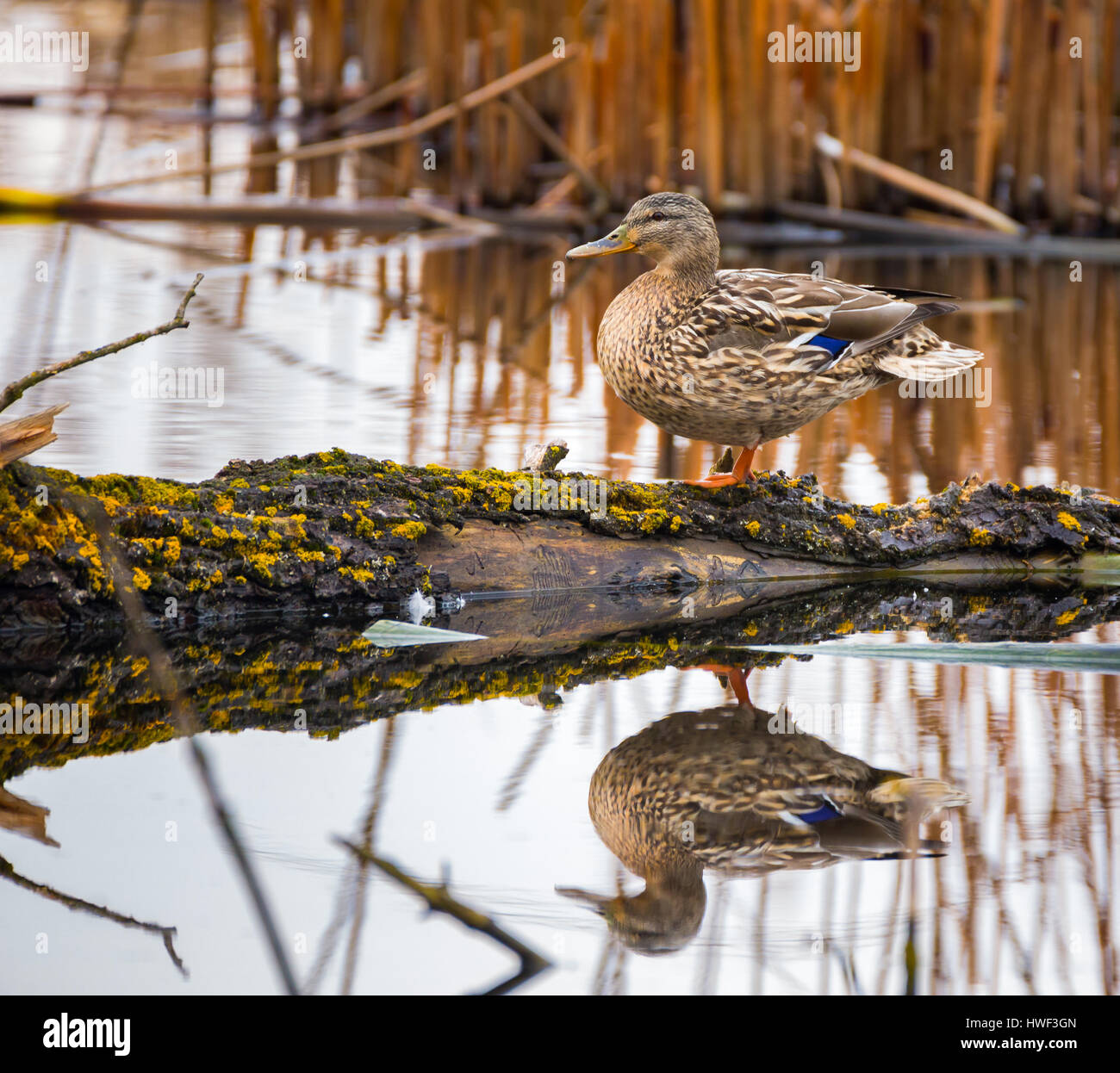 Female mallard duck in the swamp on a log Stock Photo - Alamy