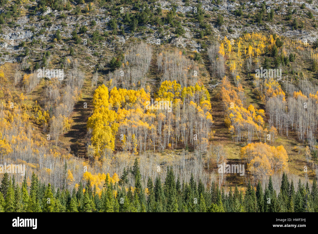Golden trees fall banff hi-res stock photography and images - Alamy