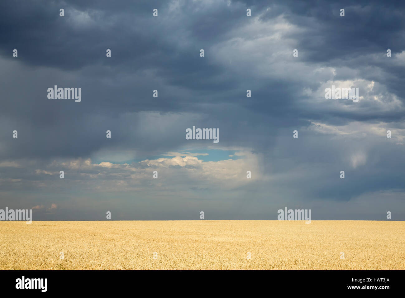 Dark clouds over prairie wheat fields, Alberta, Canada Stock Photo - Alamy