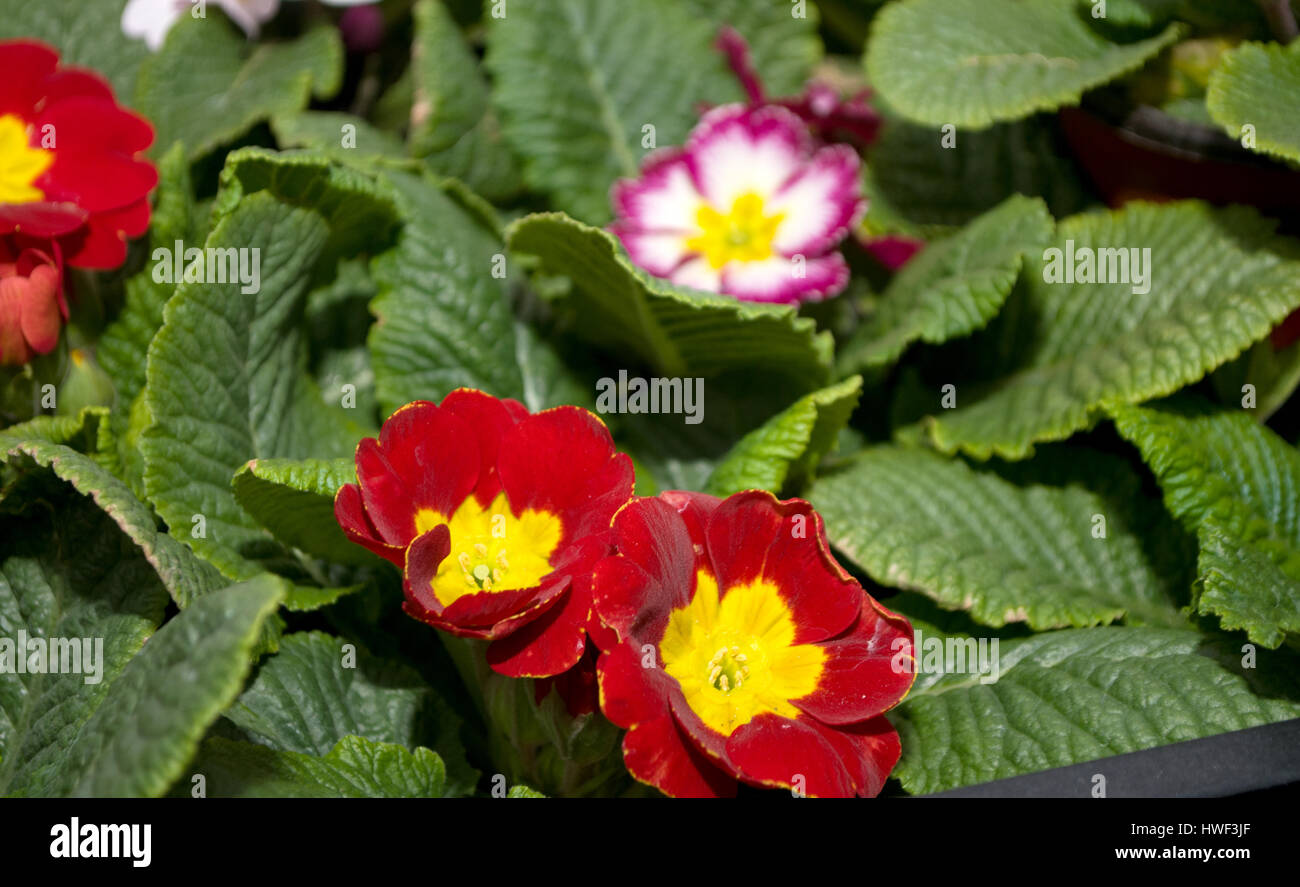 Double primrose colored paint, Latin name "Primula vulgaris" in the ...