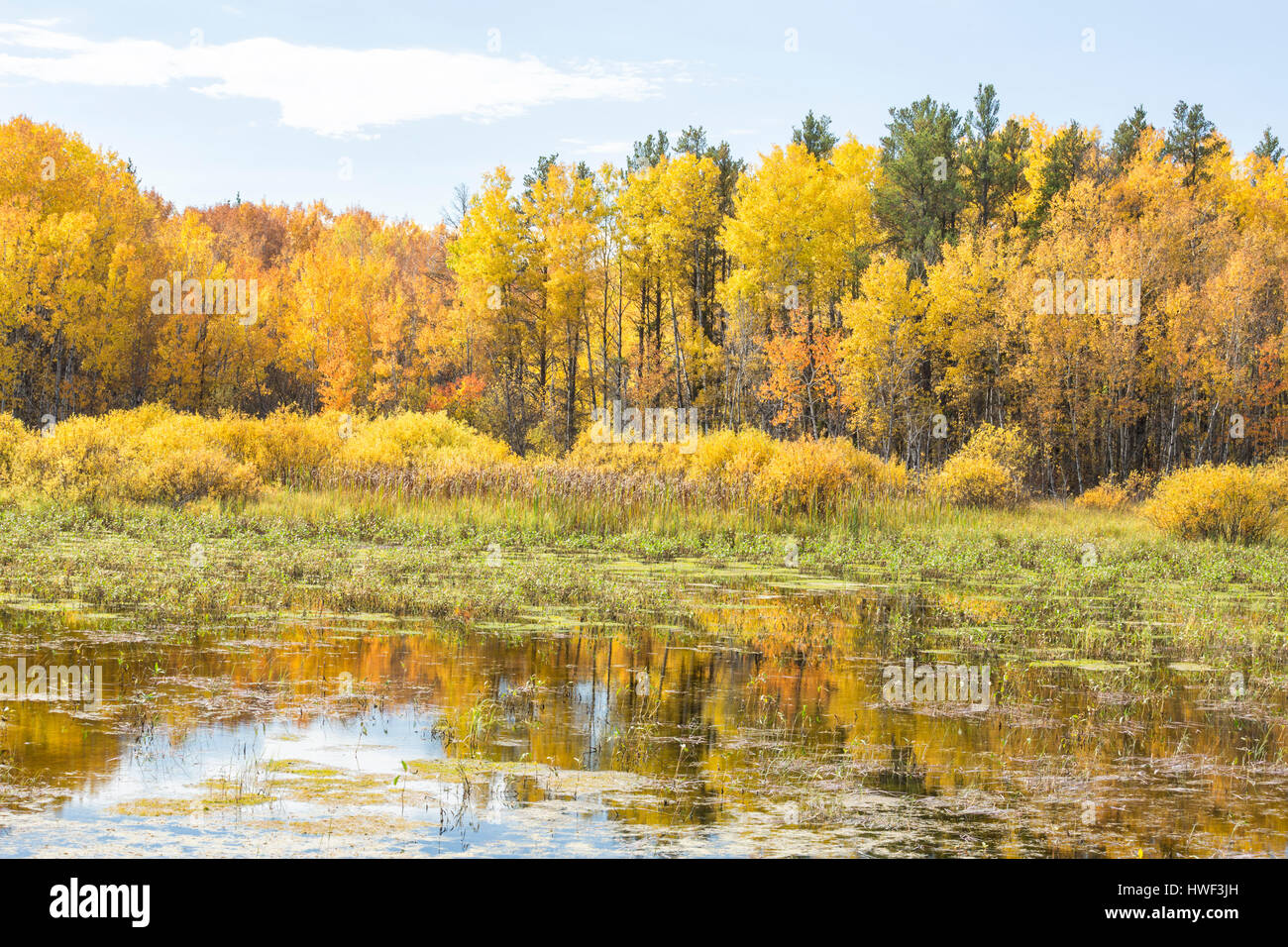 Wetland, autumn forest, Richer, Manitoba, Canada Stock Photo - Alamy