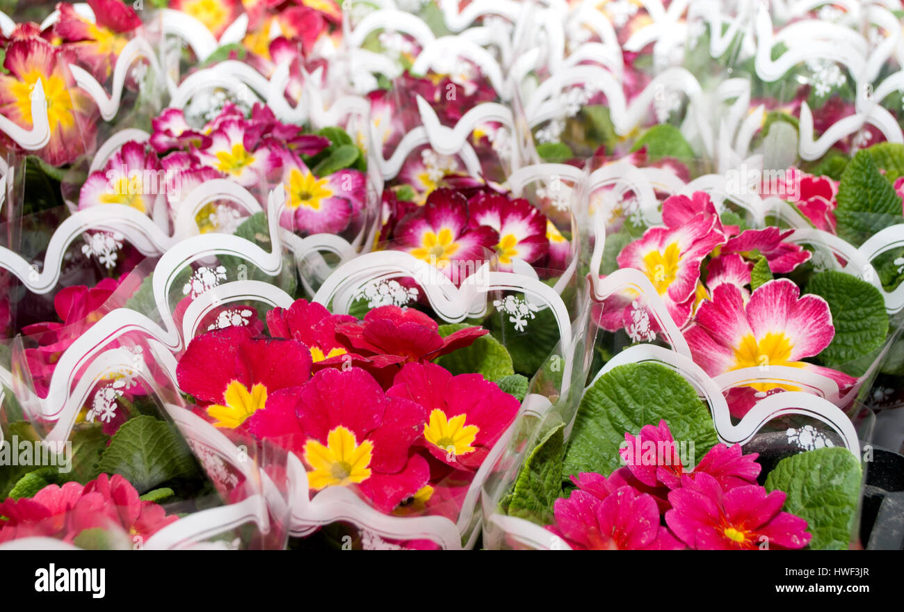 Double primrose colored paint, Latin name "Primula vulgaris" in the ...