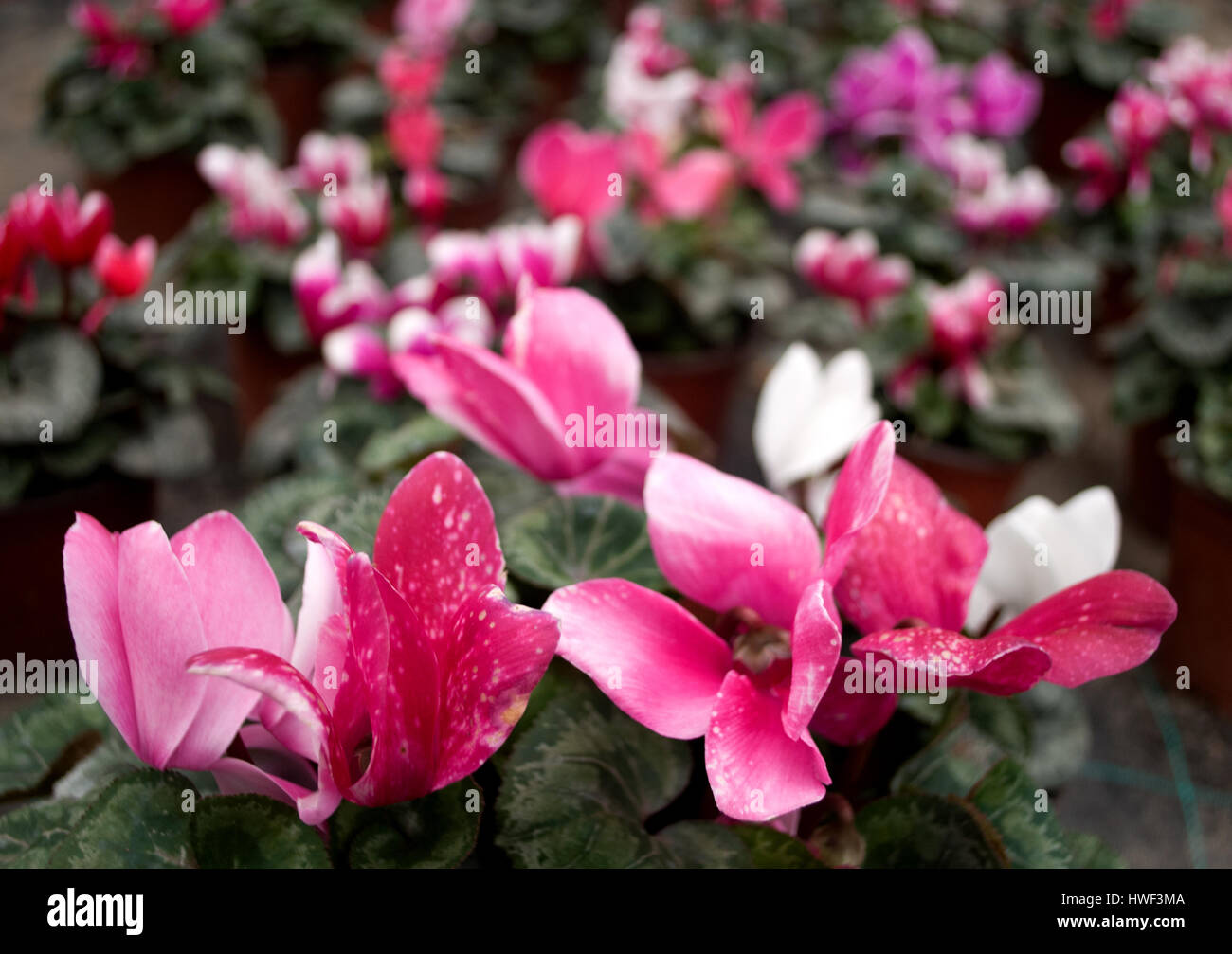 Pink cyclamen, Latin name "sicilium" in the greenhouse in Serbia Stock ...
