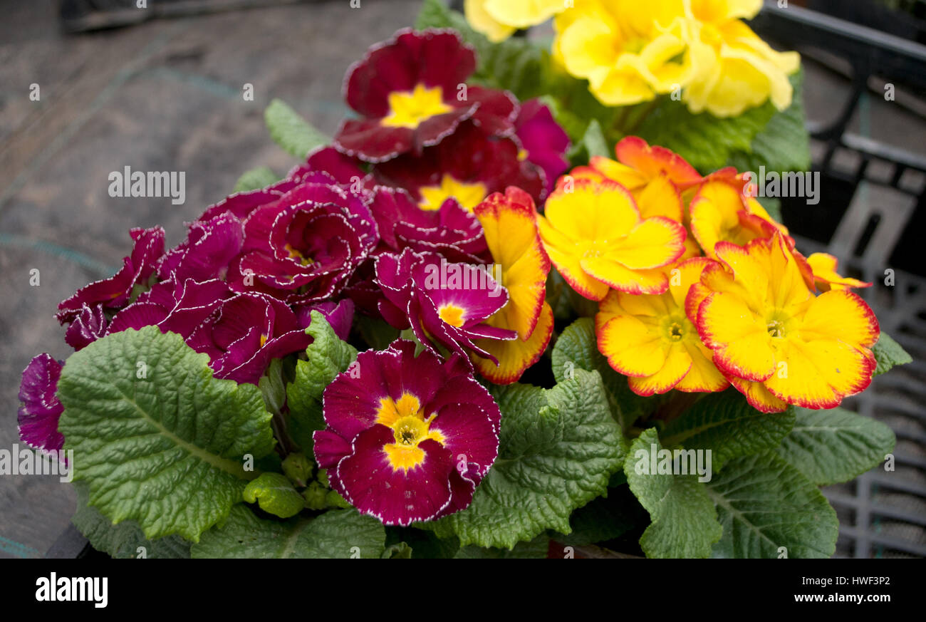 Double primrose colored paint, Latin name "Primula vulgaris" in the ...