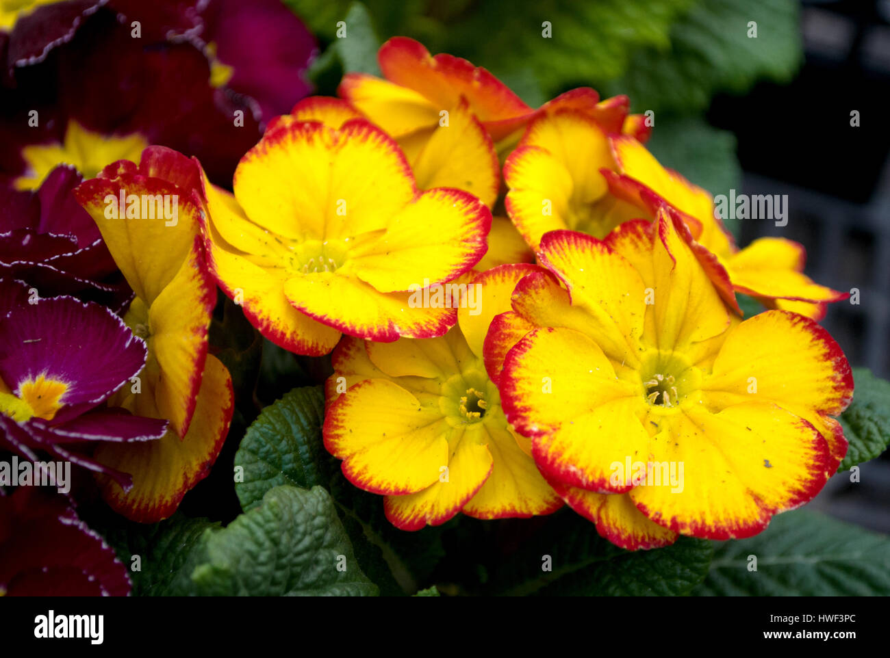 Double primrose colored paint, Latin name "Primula vulgaris" in the ...
