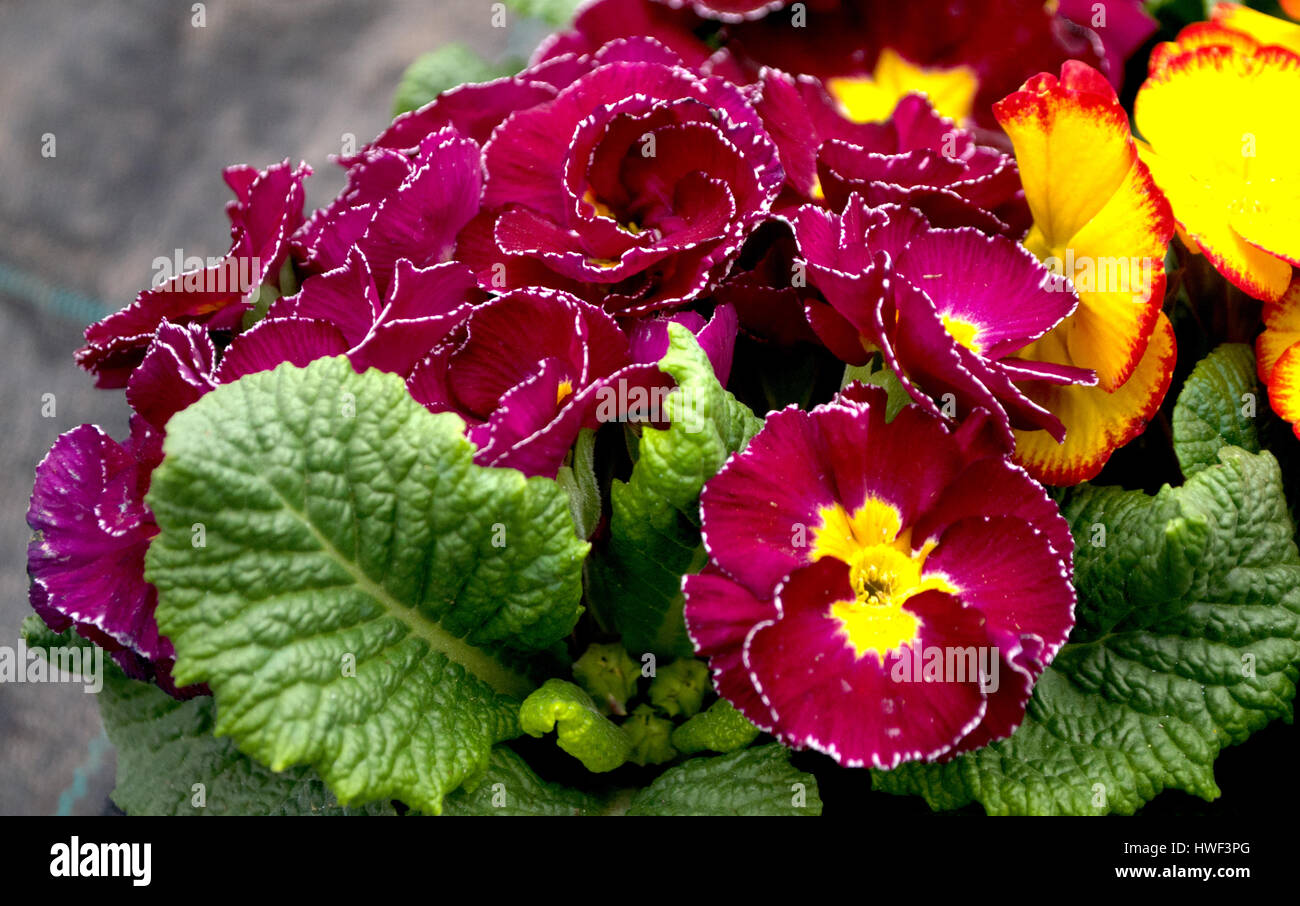 Double primrose colored paint, Latin name "Primula vulgaris" in the ...