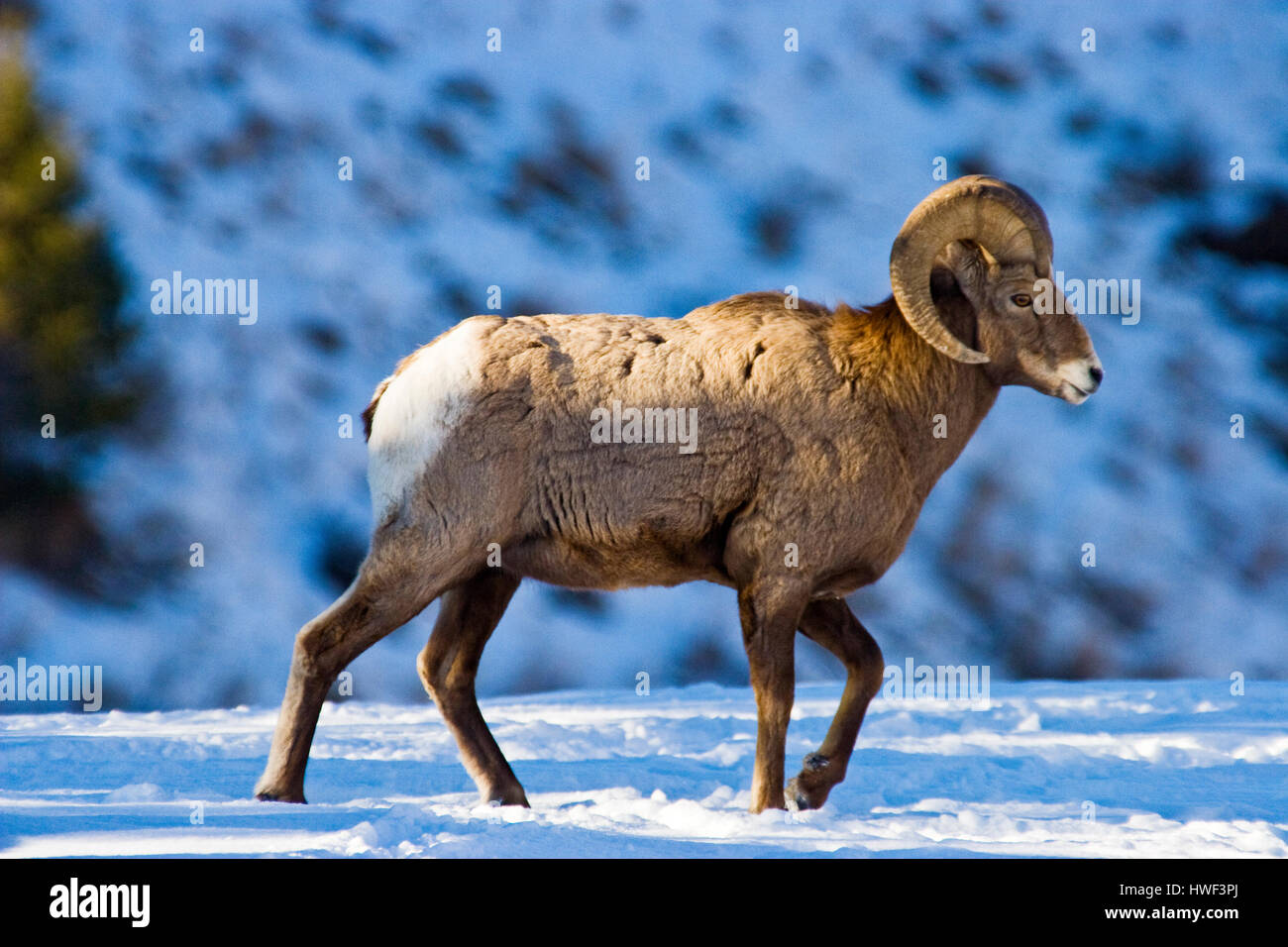 Bighorn ram ovis canadensis hi-res stock photography and images - Alamy