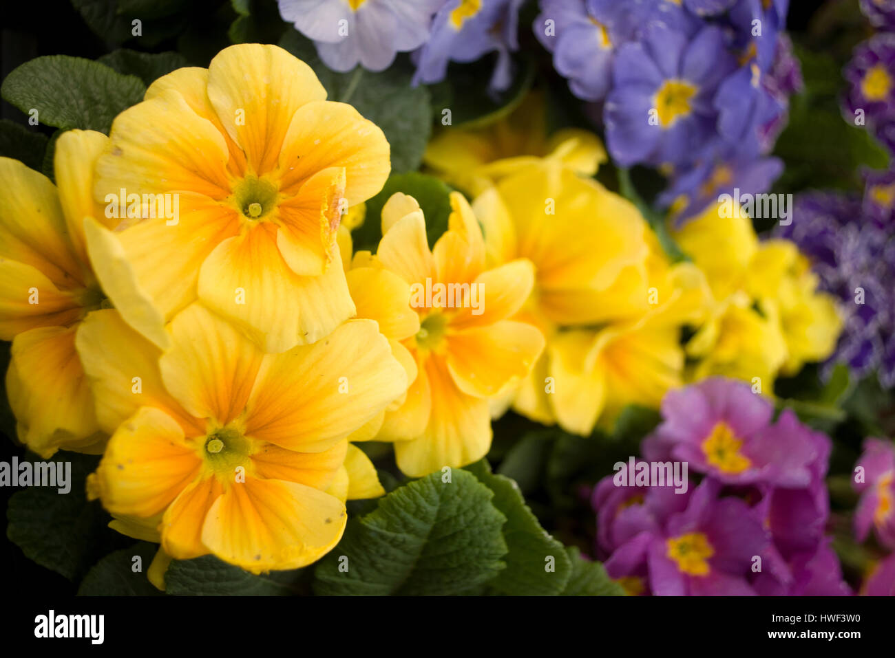 Double primrose colored paint, Latin name "Primula vulgaris" in the ...