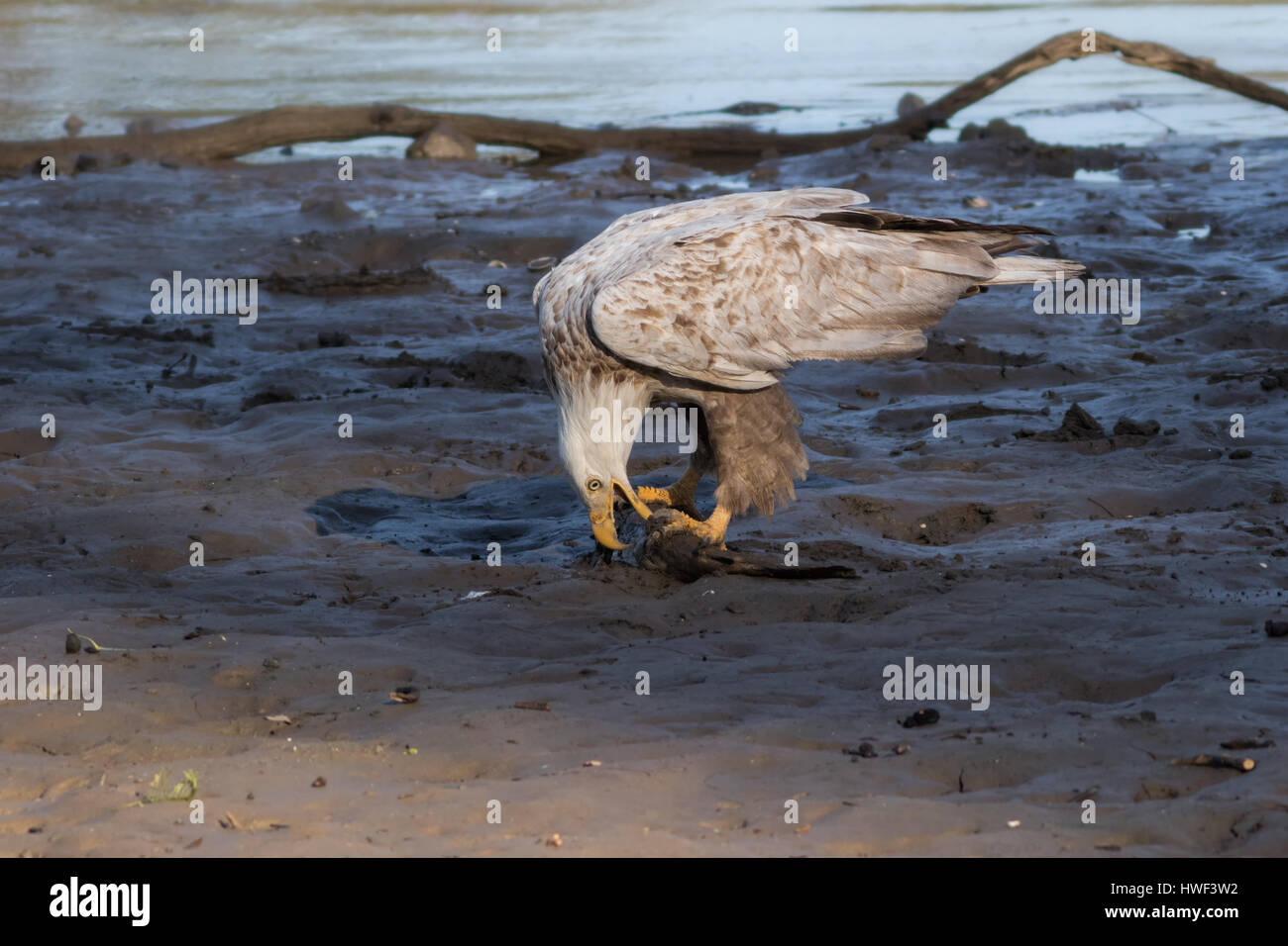 Leucistic Eagle